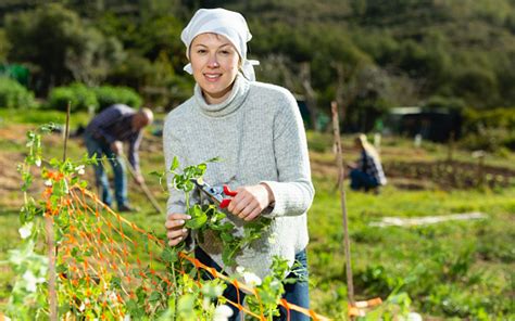 화창한 날에 원 예 도구를 사용 하 여 녹색 부시와 함께 작업 하는 아름 다운 젊은 여자 가지치기 가위에 대한 스톡 사진 및 기타 이미지 가지치기 가위 긍정적인 감정