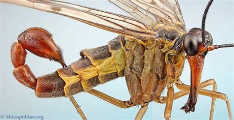 Top 10 Creepiest Insects In The World