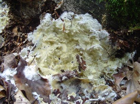 Slike Trichoderma Citrinum Citronasta Blazinka Neužitna Gobarsko Društvo Lisička Maribor