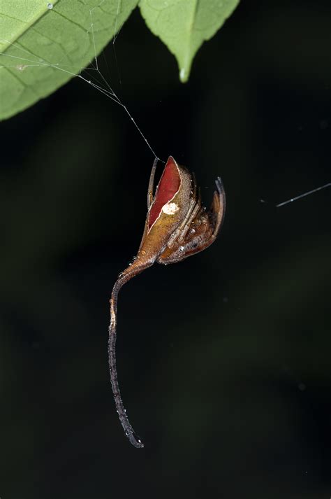 The Enigmatic Ganesha Spider Paws Trails Magazine Wildlife Nature Conservation