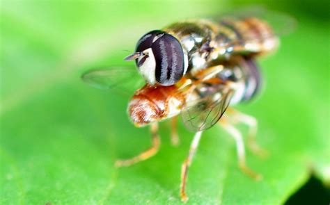 【果蝇摄影图片】生态摄影太平洋电脑网摄影部落