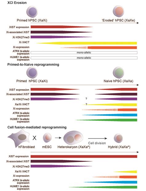 Human Xi Reactivation In Pluripotent Cells Schematic Representation Of
