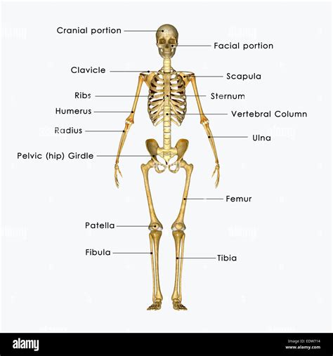 Human Endoskeleton Parts