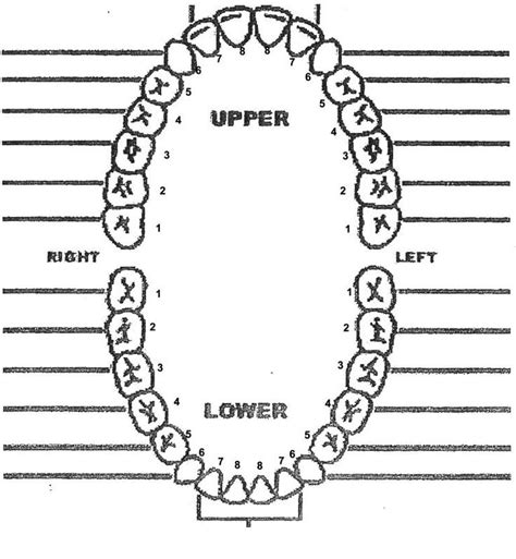 11 Teeth Done Diagram Quizlet