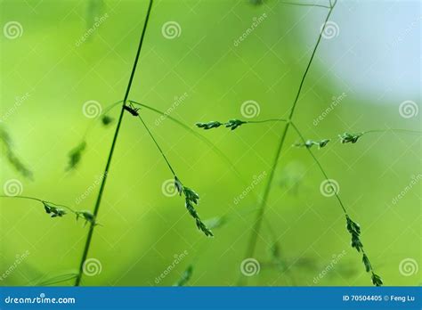 Oat Grass Stock Image Image Of Plant Slender Slim 70504405