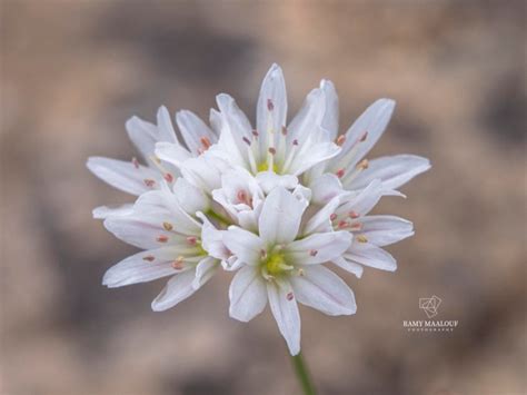 Allium Cassium