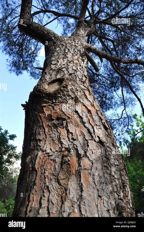 Needle Leaf Pine Tree And Bark In Its Natural Environment Pine Tree In