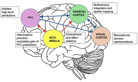 Frontiers Interoception Insula And Agency A Predictive Coding