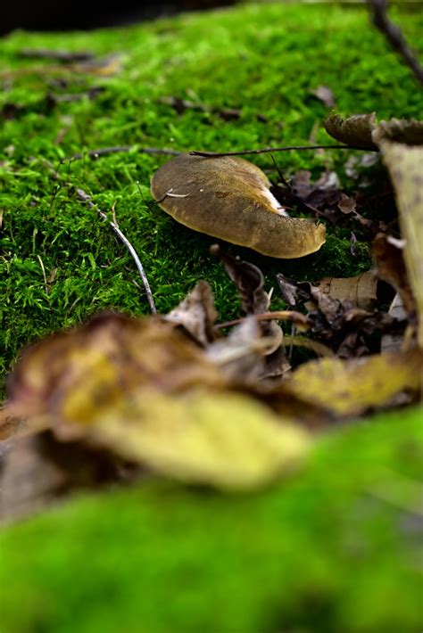 森のきのこ7 By Hinataka （id：9104750） 写真共有サイトphotohito