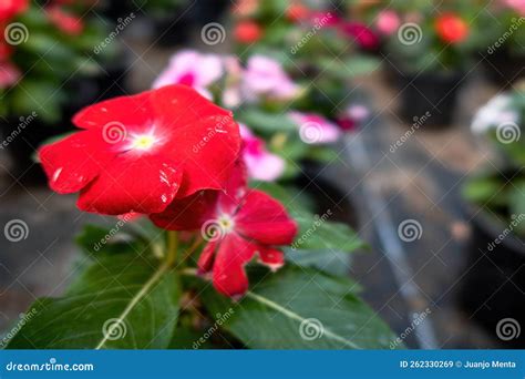 Close Up of Red Periwinkle Vinca Flowers in Pots Stock Image - Image of ...