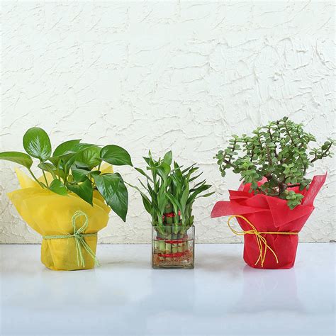 Set Of 3 Good Luck Plants T Set Of 3 Lucky Plants Online Ferns N