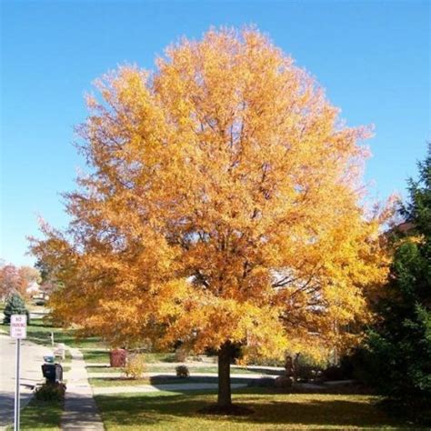 Quercus Phellos Willow Oak Kiefer Nursery Trees Shrubs Perennials
