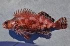 Chironemus Maculosus