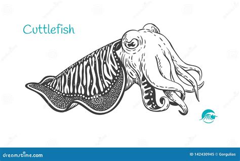 Cuttlefish Cartoons Illustrations And Vector Stock Images 6100