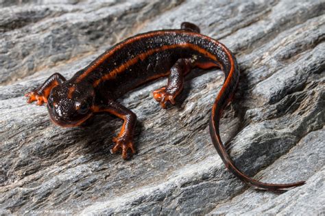 Fire Bellied Newt Okinawa Nature Photography
