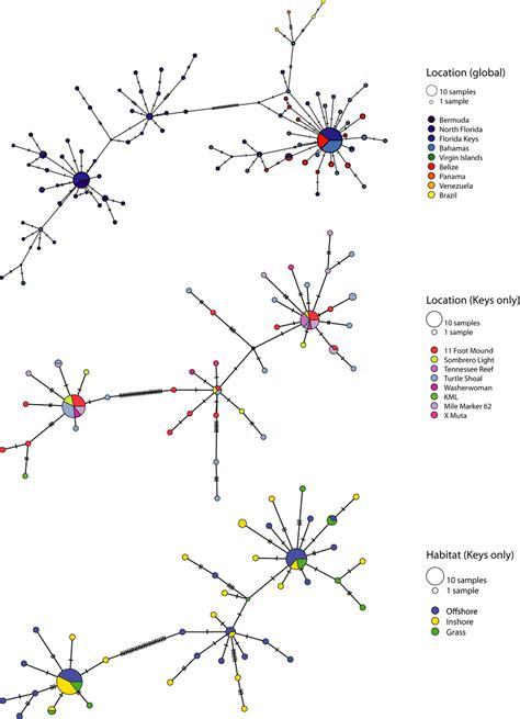 Haplotype Networks Showing Similarity Between Cytb Sequences At A Broad
