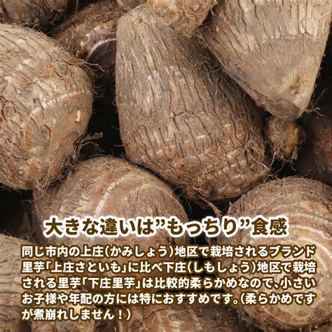 【楽天市場】【ふるさと納税】【先行予約】【訳あり】越前大野下庄地区の里芋 5kg 無選別 M～llサイズ【10月下旬ごろから順次発送】 A