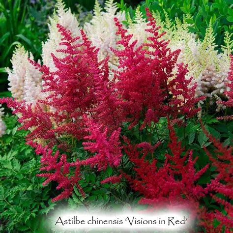 Astilbe Chinensis Visions In Red Singing Tree Gardens Nursery