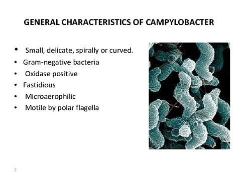 Diagnostic Microbiology Lecture 7 Campylobacter Abed El Kader