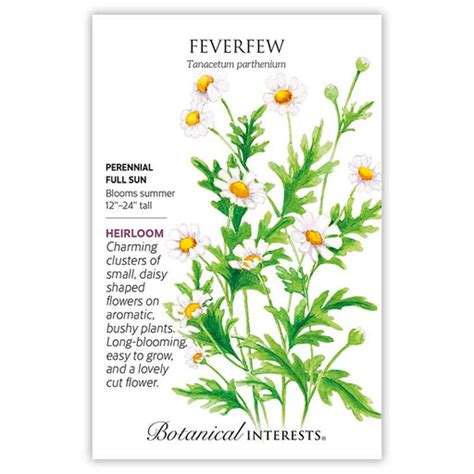 Feverfew Seeds — Rohrer Seeds