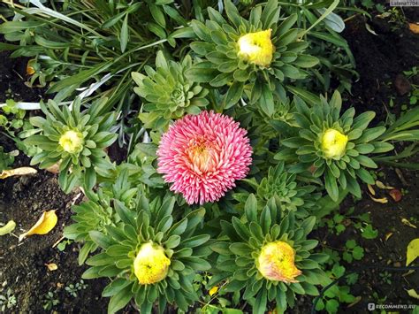 Хризантелла Фото С Названиями Сортов – Telegraph
