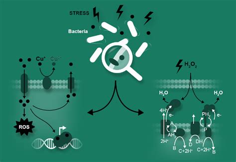 Microbial Stress Ucibio
