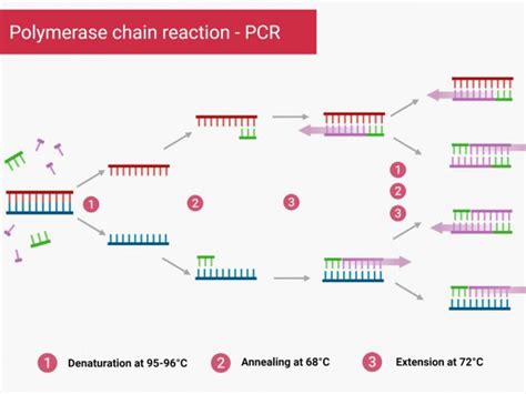 Polymerase Chain Reaction Diagram