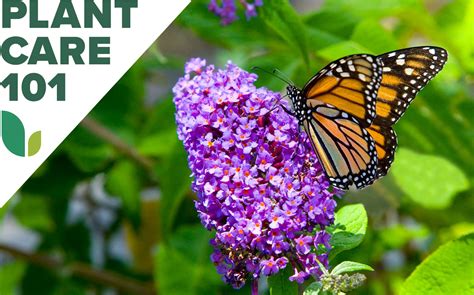How Long Does Butterfly Bush Take To Grow Full Growth Timeline