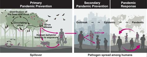 How To Prevent Pandemics A Paper By Raina Plowright Thomas W