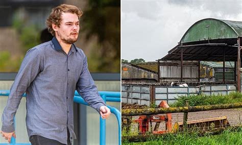 man 25 caught having sex with a cow after farmers grew suspicious