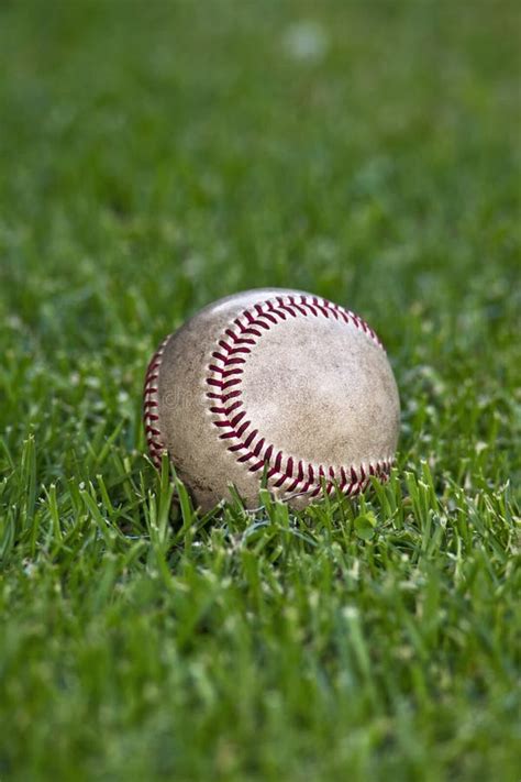 Baseball In Outfield Grass Stock Image Image Of Closeup 21442911