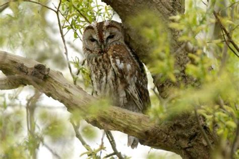 Tawny Owl Facts Anatomy Diet Habitat Behavior Animals Time