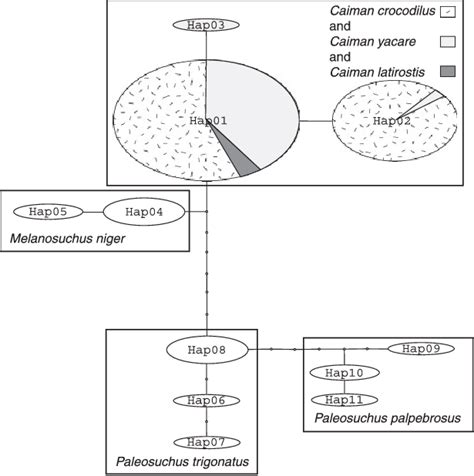 A Statistical Parsimony Network Among The 11 Recombination Activating Download Scientific
