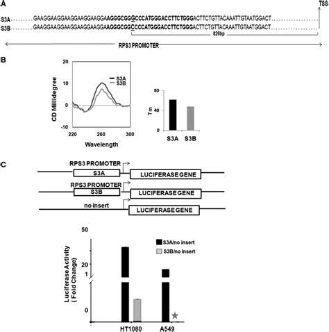Quad Snp Affects Promoter Activity Of Rps3 A Scheme Showing Part Of Download Scientific