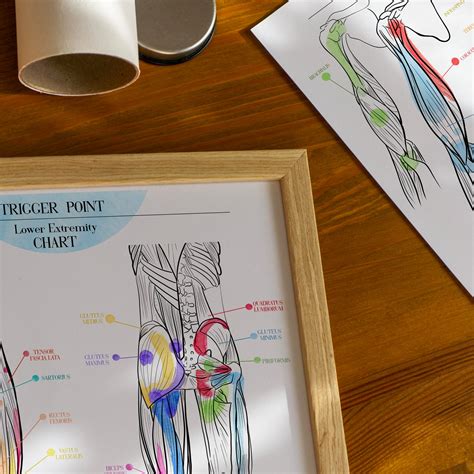 Trigger Point Charts Set Of 3 Posters Sandyspines Trigger Point Charts Set Of 3 Posters Sandyspines