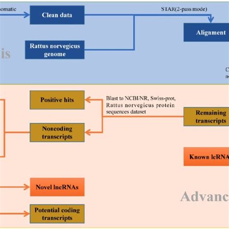 The Analysis Pipeline Used For The Identification Of Lncrnas In The
