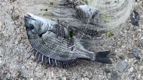 투망 성지 신지도 대물은 이런 곳에 있다 Youtube