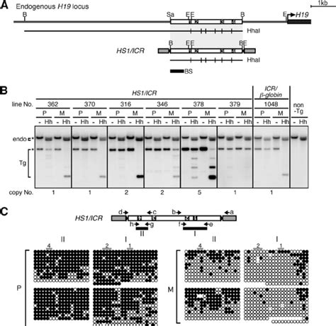 Methylation Of The Icr In Erythroid Cells A Restriction Map Of The