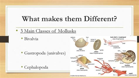 Organism Classification Ppt Download