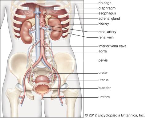 Ureter Definition Function And Anatomy Britannica