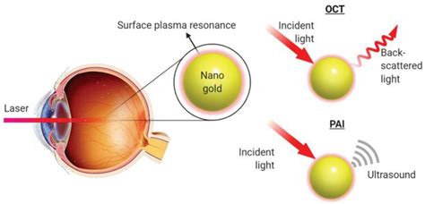 Gold Nanoparticles Imaging At Rachael Sattler Blog