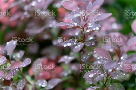 잎과 줄기에 물방울이 있는 젖은 붉은 잎사귀의 클로즈업 0명에 대한 스톡 사진 및 기타 이미지 0명 낮 녹색 Istock