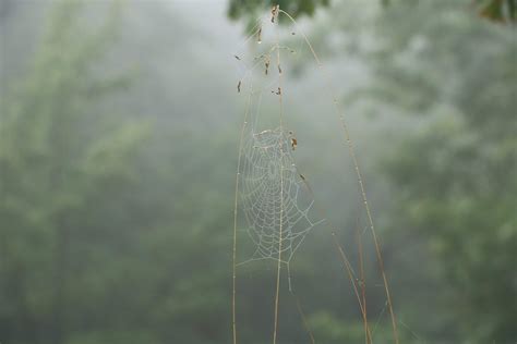 Ethan Tapper Forester Author