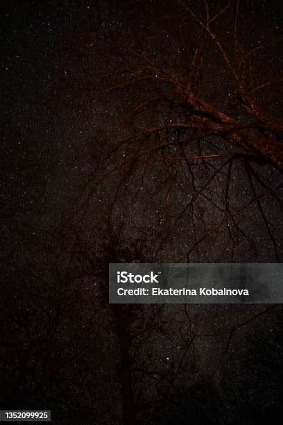 자연별에서 가장 잘 볼 수 있습니다 숲속의 밝은 별이 빛나는 하늘과 나무의 가지가 높이 올라서 있다 밤에나무와 우주의 실루엣 0명에 대한 스톡 사진 및 기타 이미지 Istock
