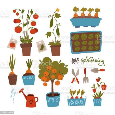 씨앗과 묘목 세트 콩나물의 발아 심기 위한 도구 냄비 및 토양 흰색 배경에 벡터 일러스트레이션을 분리한 원예 요소 컬렉션 심기에