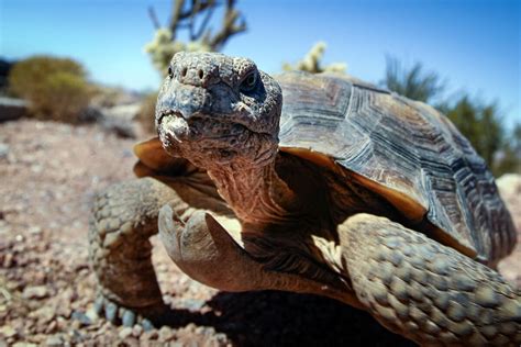 Mojave Max And Other Nevada Celebrity Tortoises Explained Local Nevada Local