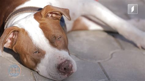 როგორი უნდა იყოს სამართლიანი სახელმწიფო რეგულაციები სხვადასხვა ჯიშის ძაღლის შემოყვანა