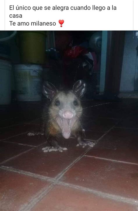 Memes De Tlacuache