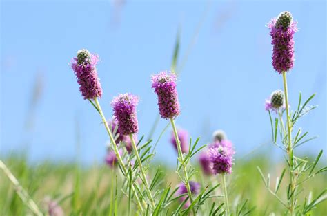 Purple Prairie Clover Dakota Legacy Initiative