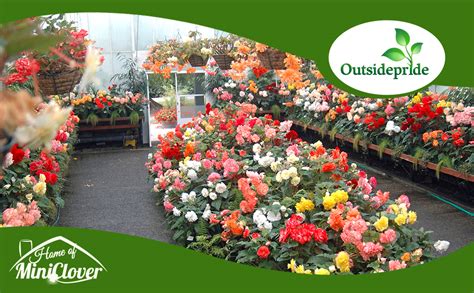 Begonia Limitless Sunrise Flower Seed Mixture For Gardeners